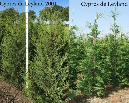 La différence entre les cyprès