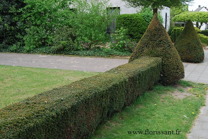 Maladies If commun - Taxus baccata
