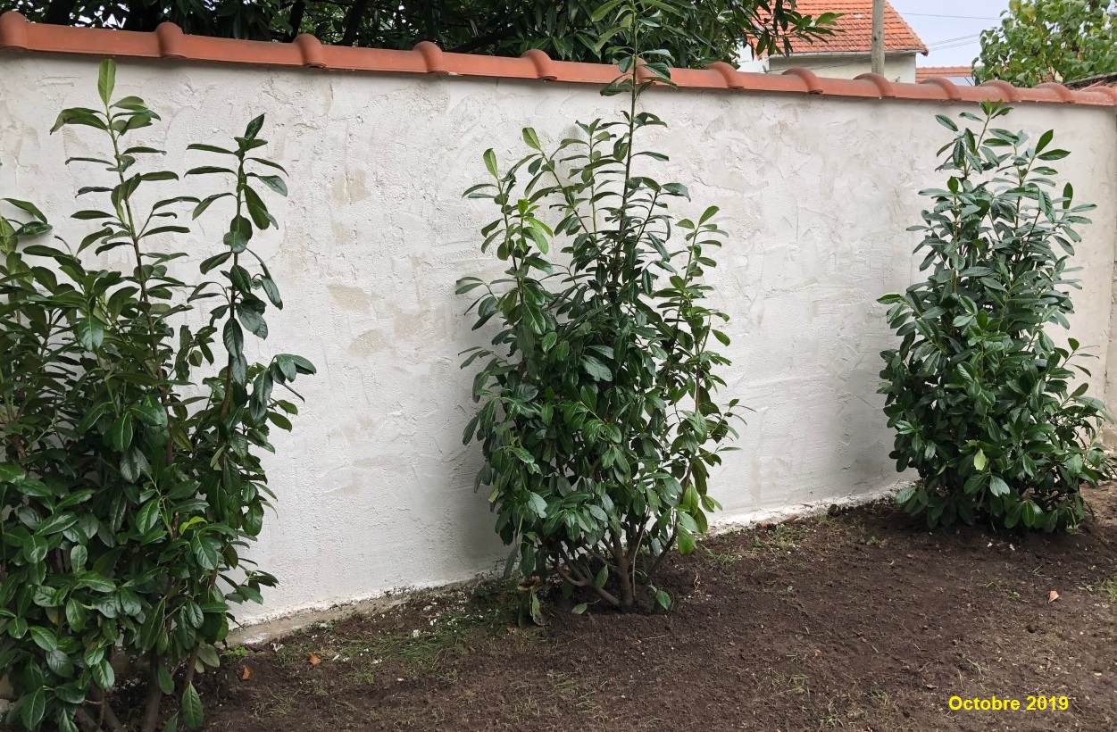 Plantes et arbustes pour haies de très bonne qualité