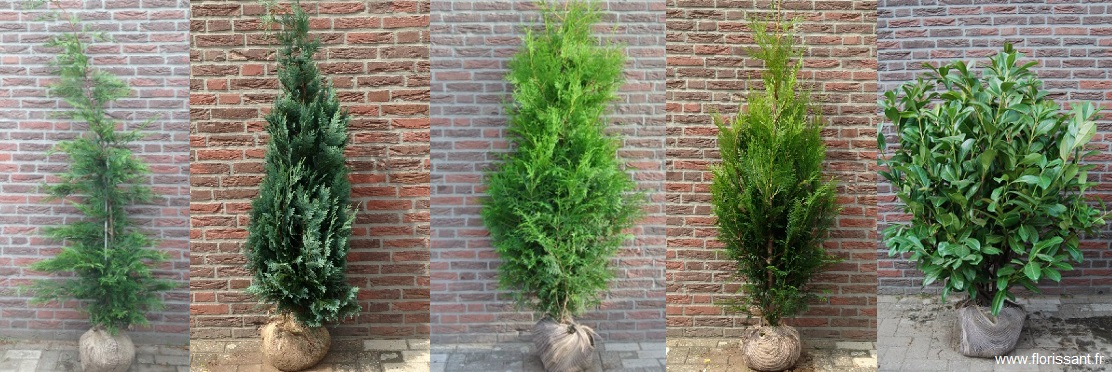 Plantes de haies - Spécialiste en plantes de haie