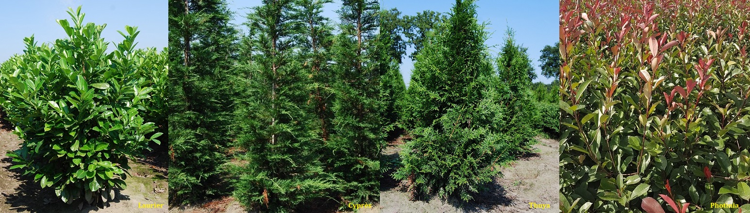 Plantes de haies persistantes