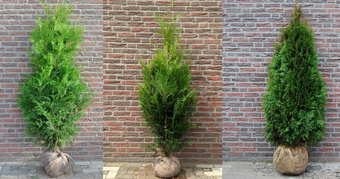 Thuya - Plantes de haie - Thuja - Vente en ligne - Livraison