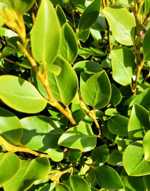 Fusain anglais, Griseline du littoral, Haie bord de mer