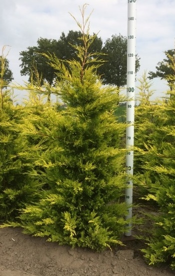 Cyprès de Leyland Gold Rider 150 cm - Plantes de haie d'excellente qualité