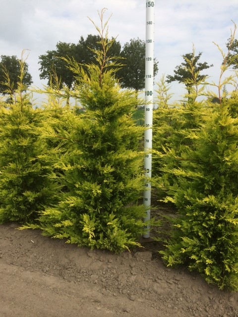 Cyprès de Leyland Gold Rider 150 cm - Plantes de haie d'excellente qualité