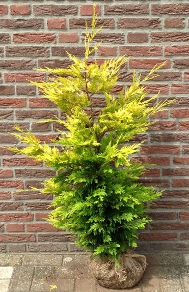 Cupressocyparis Leylandii 'Gold Rider' 175/200 cm