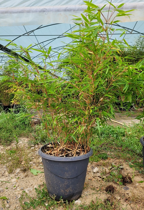 Bambou non traçant pour haie - Fargesia rufa