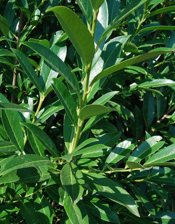 Prunus laurocerasus 'Caucasica' en pot | Laurier
