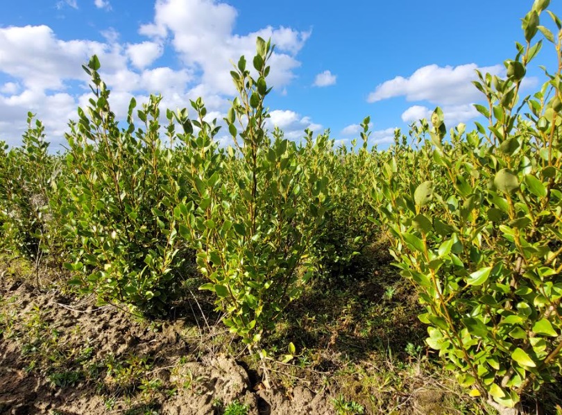 Fusain anglais, Griseline du littoral, Haie bord de mer