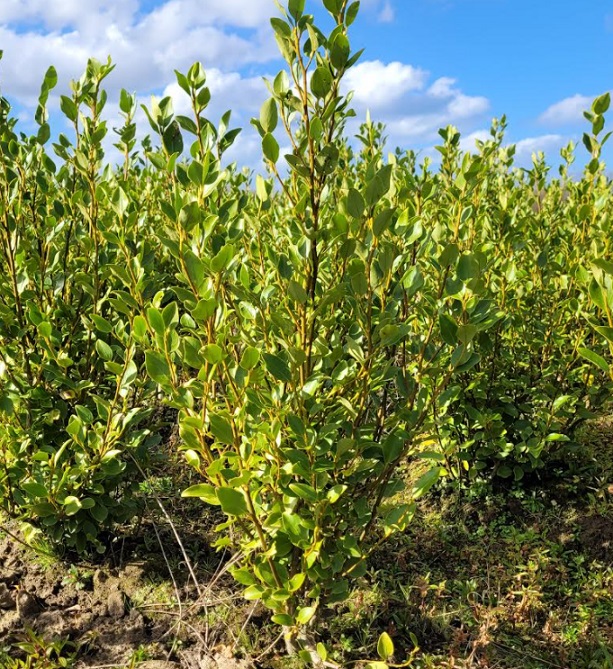 Fusain anglais, Griseline du littoral, Haie bord de mer