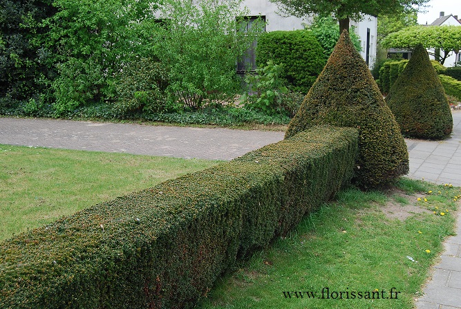If commun 80/+ cm - Haie Taxus baccata
