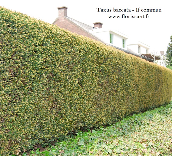 Taxus baccata en grande taille - If commun - Vente en ligne de grands ...