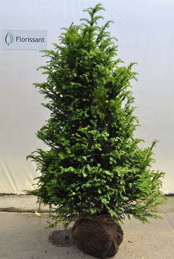 Taxus baccata en grande taille - If commun - Vente en ligne de grands ...