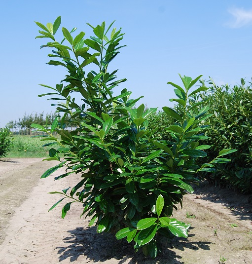 Plante de haie - Laurier Novita 150 / 175 cm