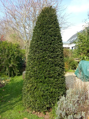 If commun en grande taille - Vente en ligne de grands arbustes, pas ...