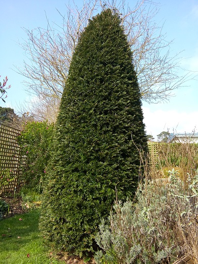 Taxus baccata en grande taille - If commun - Vente en ligne de grands ...