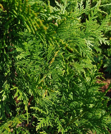 Plantes de haie en grande taille: Thuya Géant 200 / 225 cm - Vente et ...