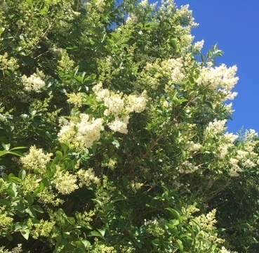 Ligustrum 'Ovalifolium' 100/125 cm | Troène | Plantes de haies