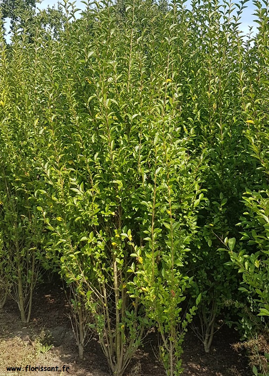 Vente Troène pour haie | Ligustrum Ovalifolium | Plantes de haie en ligne