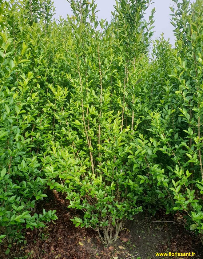 Vente Troène pour haie | Ligustrum Ovalifolium | Plantes de haie en ligne