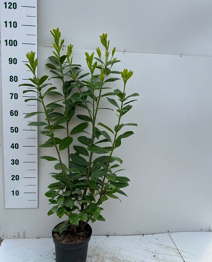 Laurier | Arbuste de haie en pot